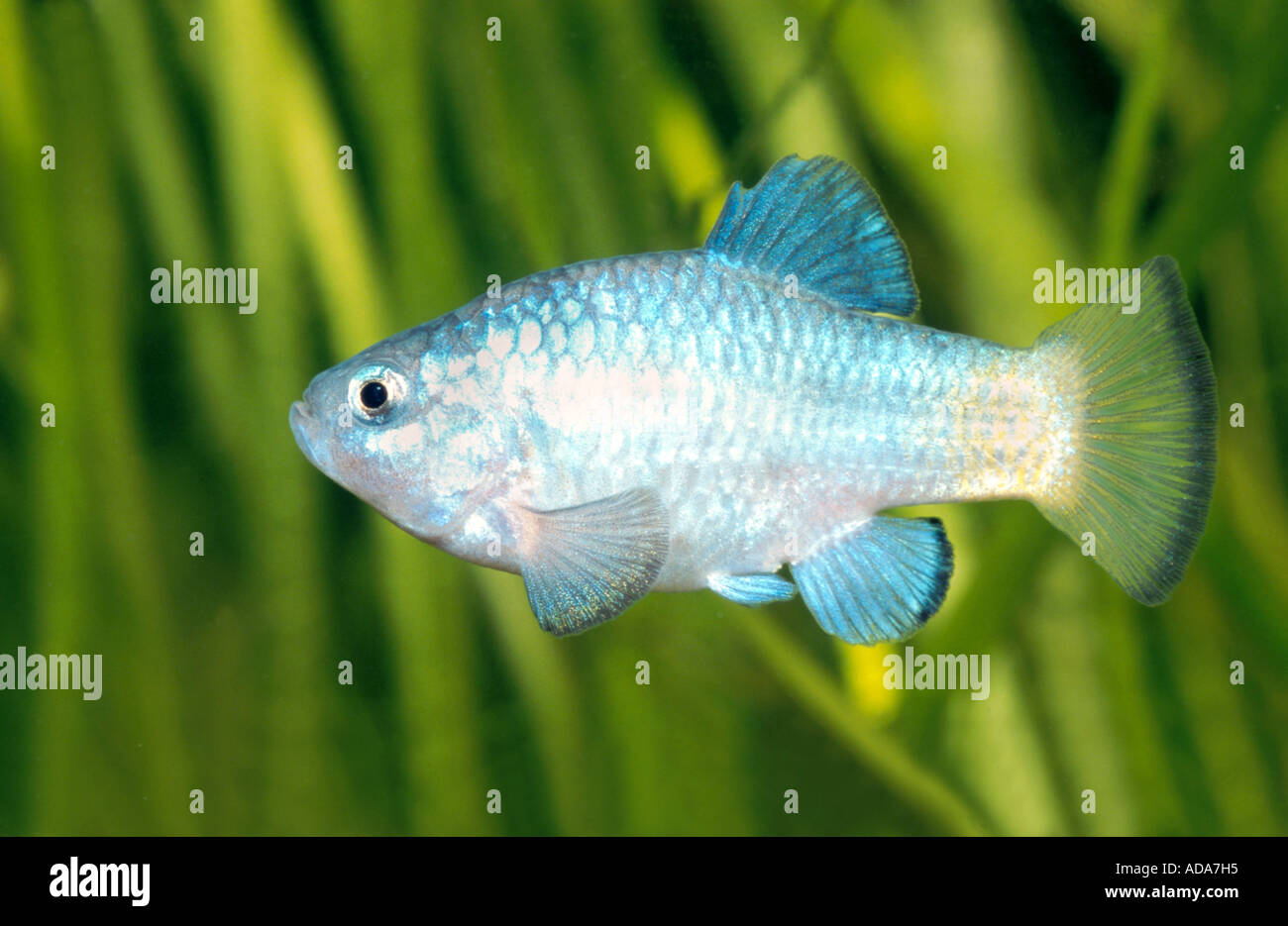 Potosi Pupfish