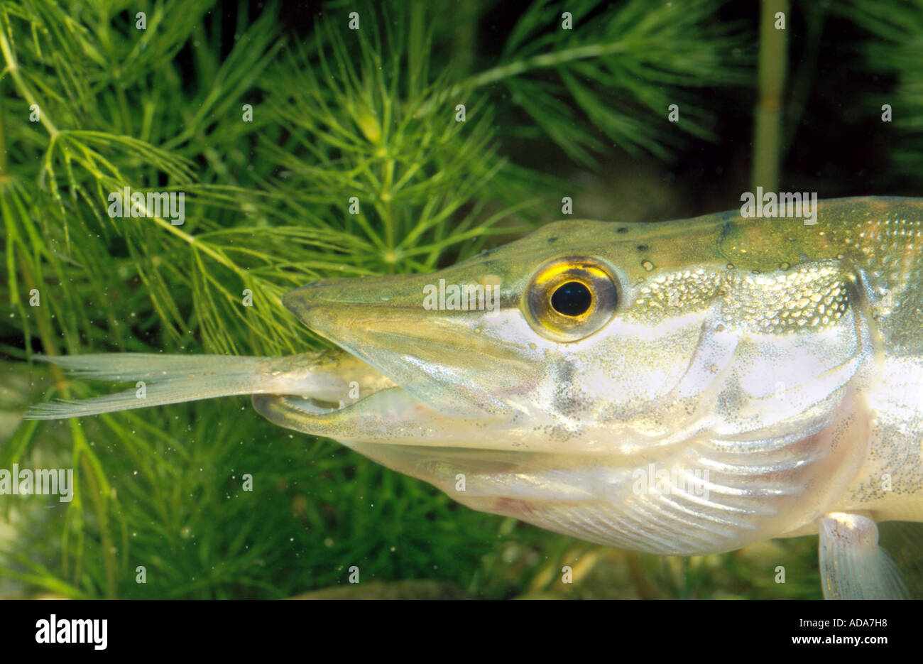 Pike central hi-res stock photography and images - Alamy