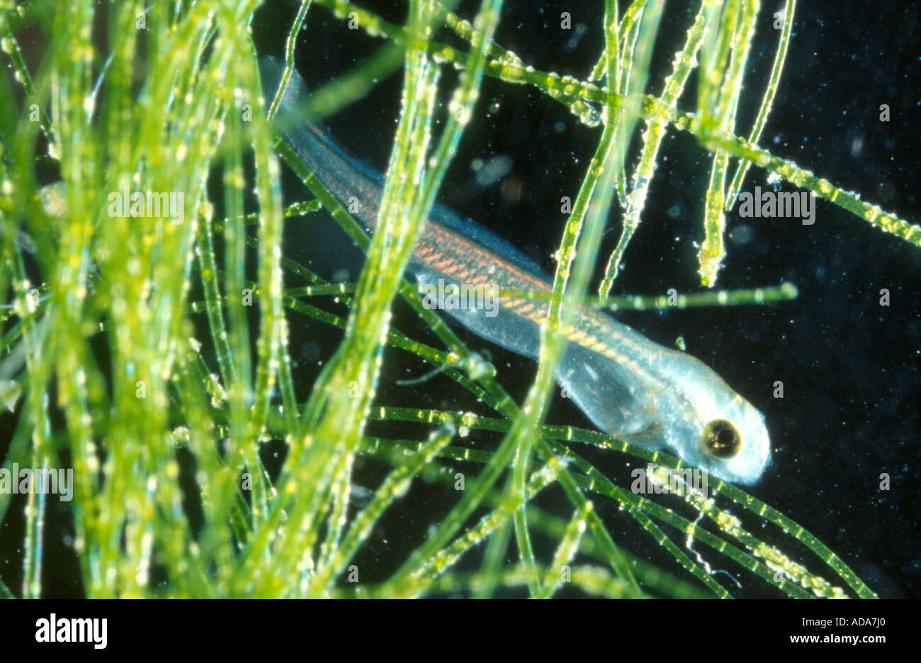 carp, common carp, European carp (Cyprinus carpio), larva amongst alga ...
