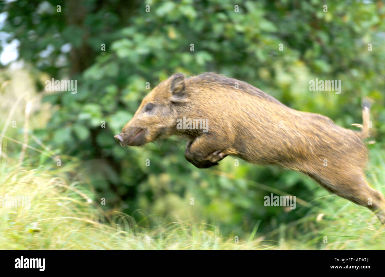 wild boar, pig (Sus scrofa), sow jumping over ditch, Germany, Bavaria ...