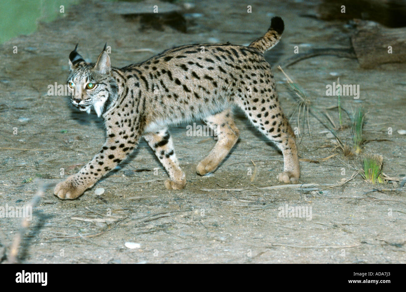 Spanish lynx (Lynx pardinus), Spain, Andalusia Stock Photo - Alamy