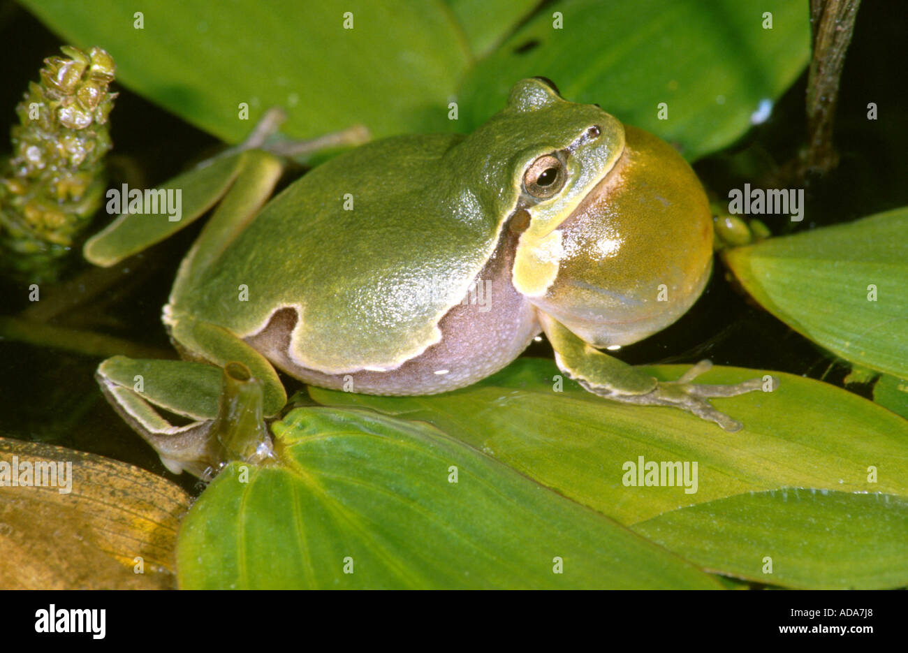 Vocal sac hi-res stock photography and images - Alamy