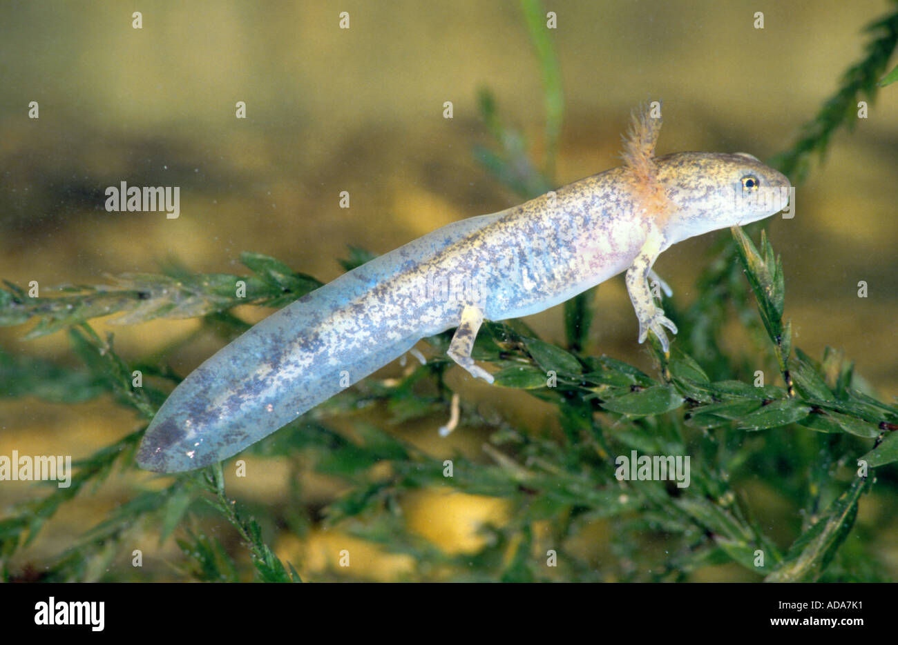 European fire salamander (Salamandra salamandra), tadpole with external ...