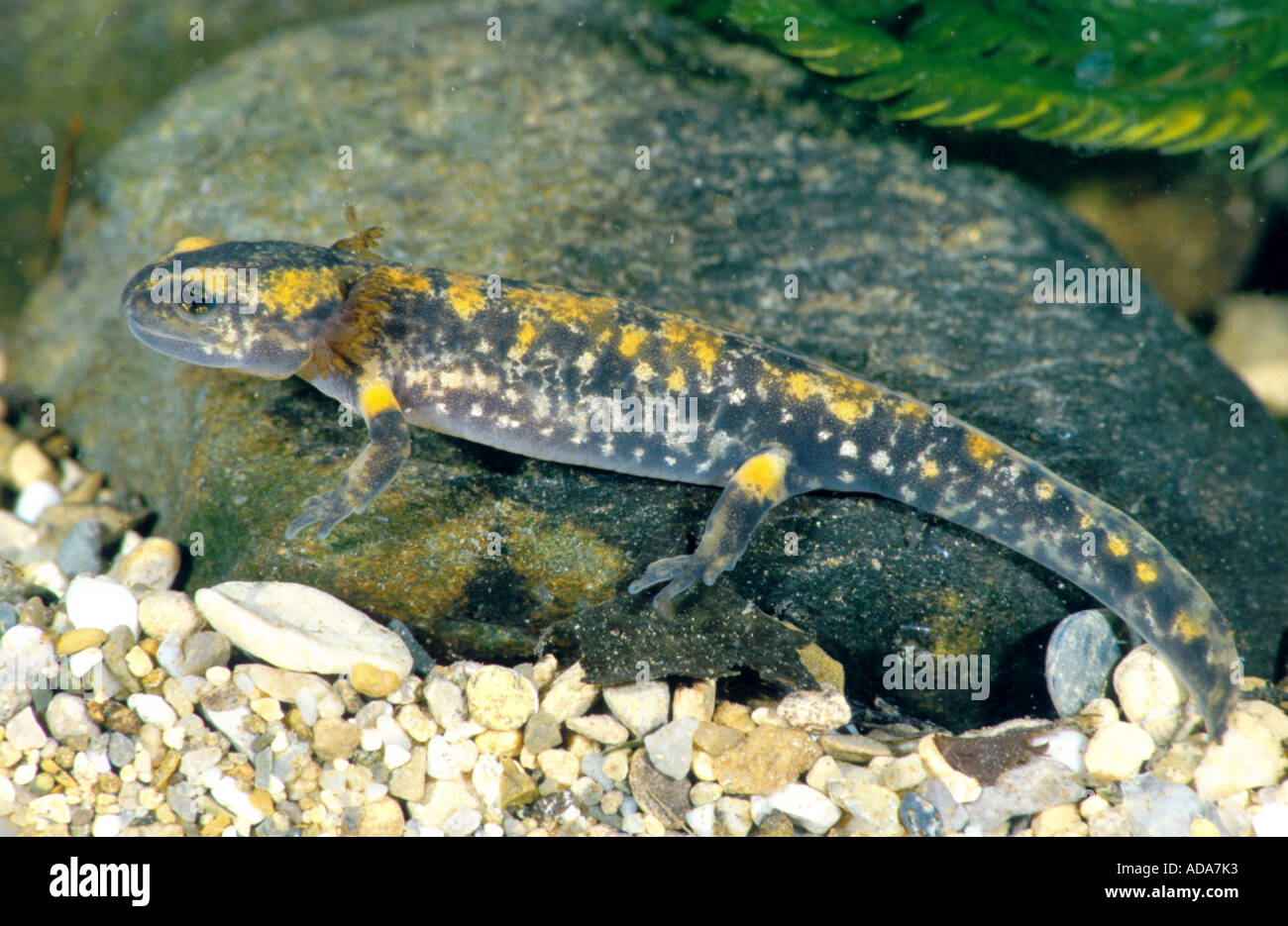 European fire salamander (Salamandra salamandra), larva just at the end ...