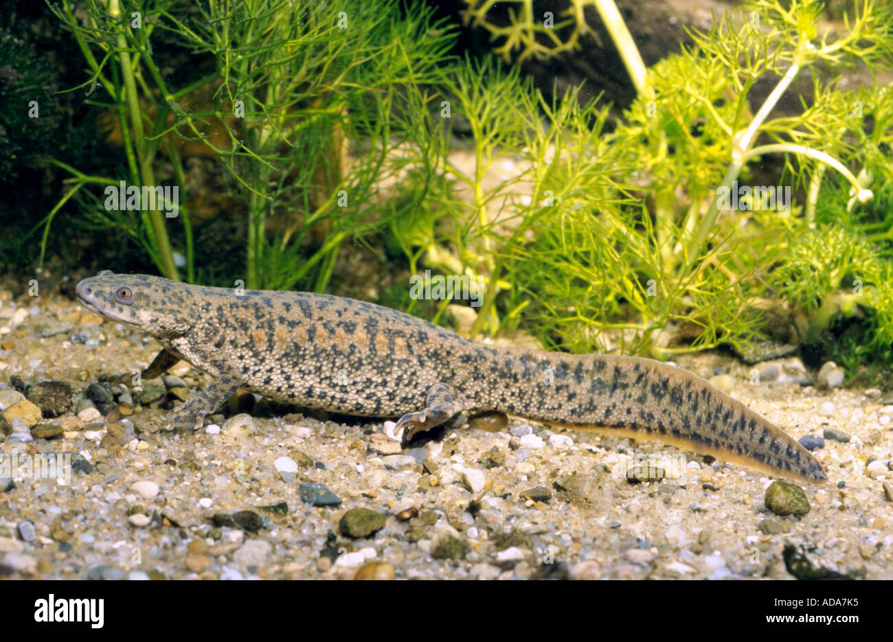 sharp-ribbed salamander, sharp-ribbed newt, Spanish ribbed newt ...