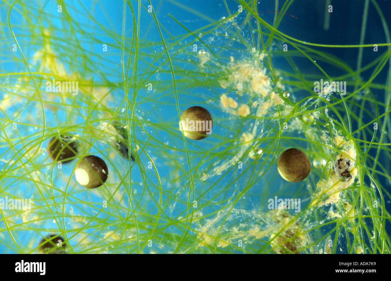 European edible frog (Rana esculenta), spawn amongst algae, Germany ...