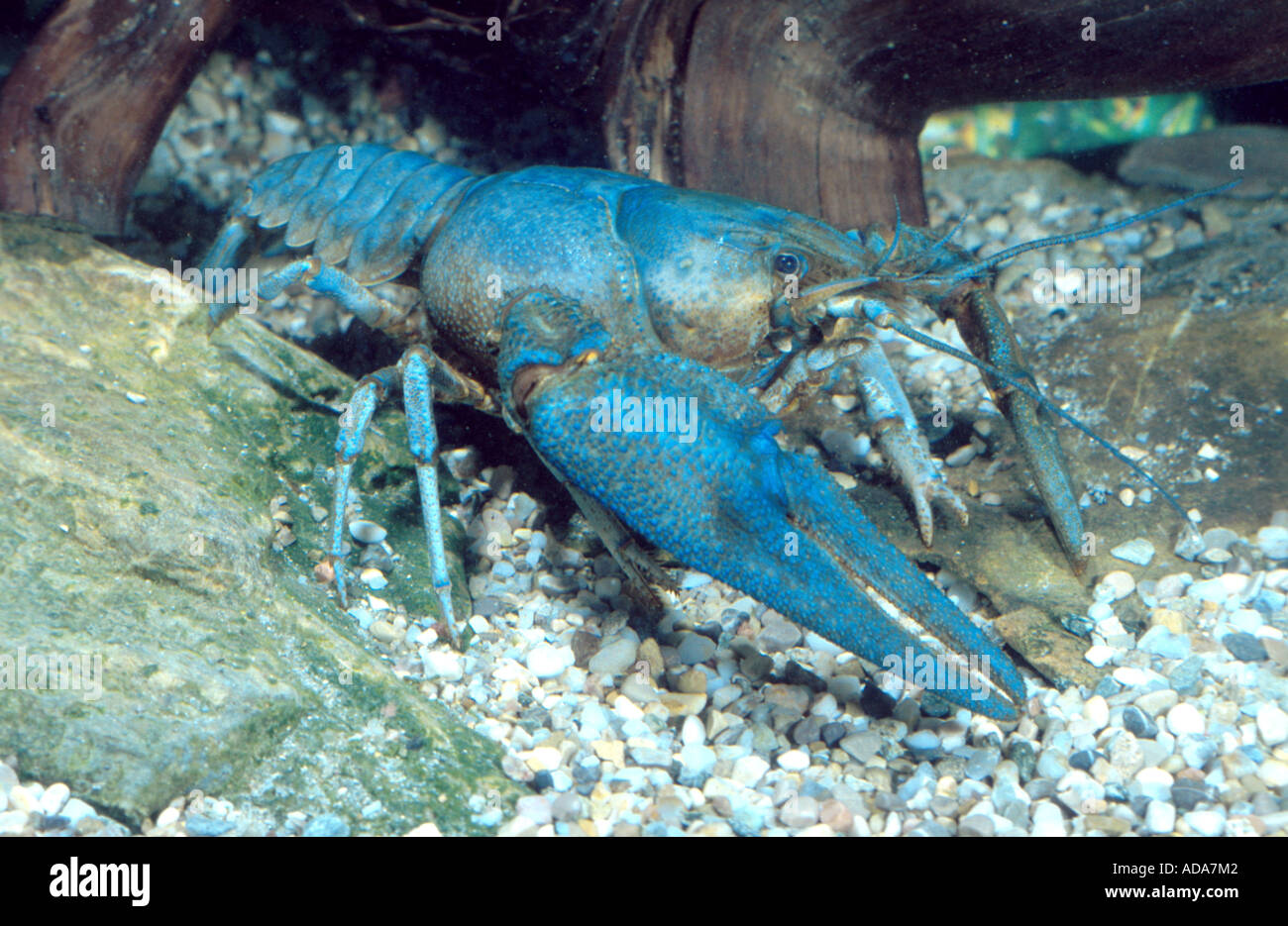 Noble crayfish astacus astacus hi-res stock photography and images - Alamy