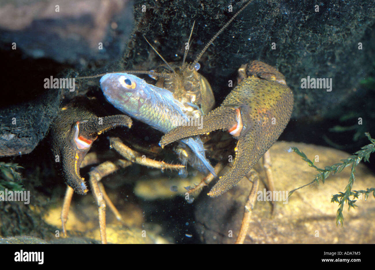 noble crayfish (Astacus astacus), male feeding roach, Germany, Bavaria ...