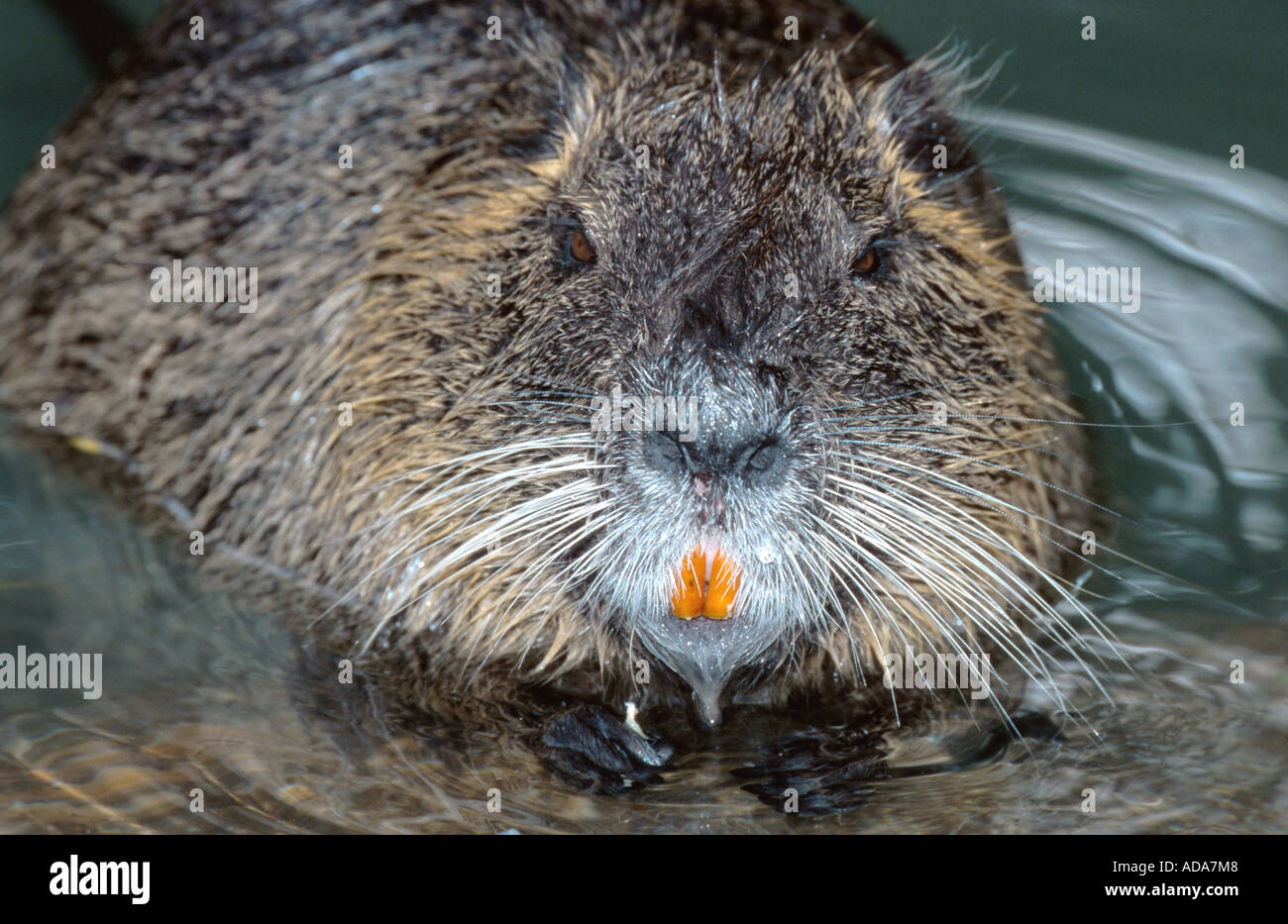 coypu, nutria (Myocastor coypus), portrait with orange teeth, Germany ...