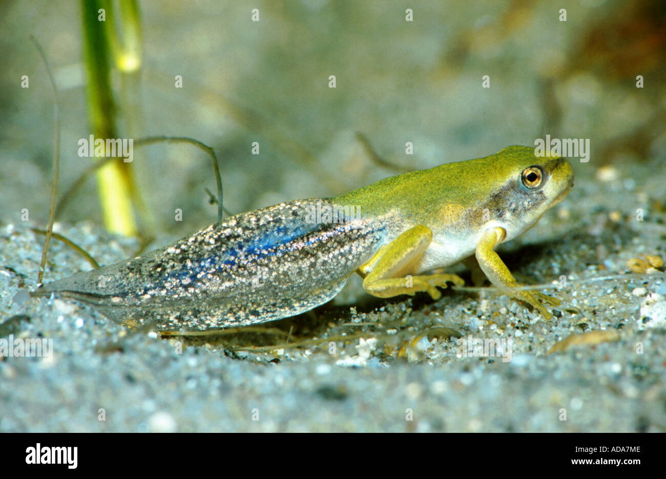 Tadepol with four legs hi-res stock photography and images - Alamy