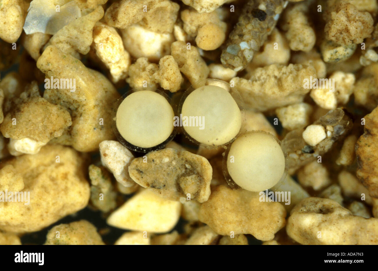 brook lamprey, European brook lamprey (Lampetra planeri), eggs in ...