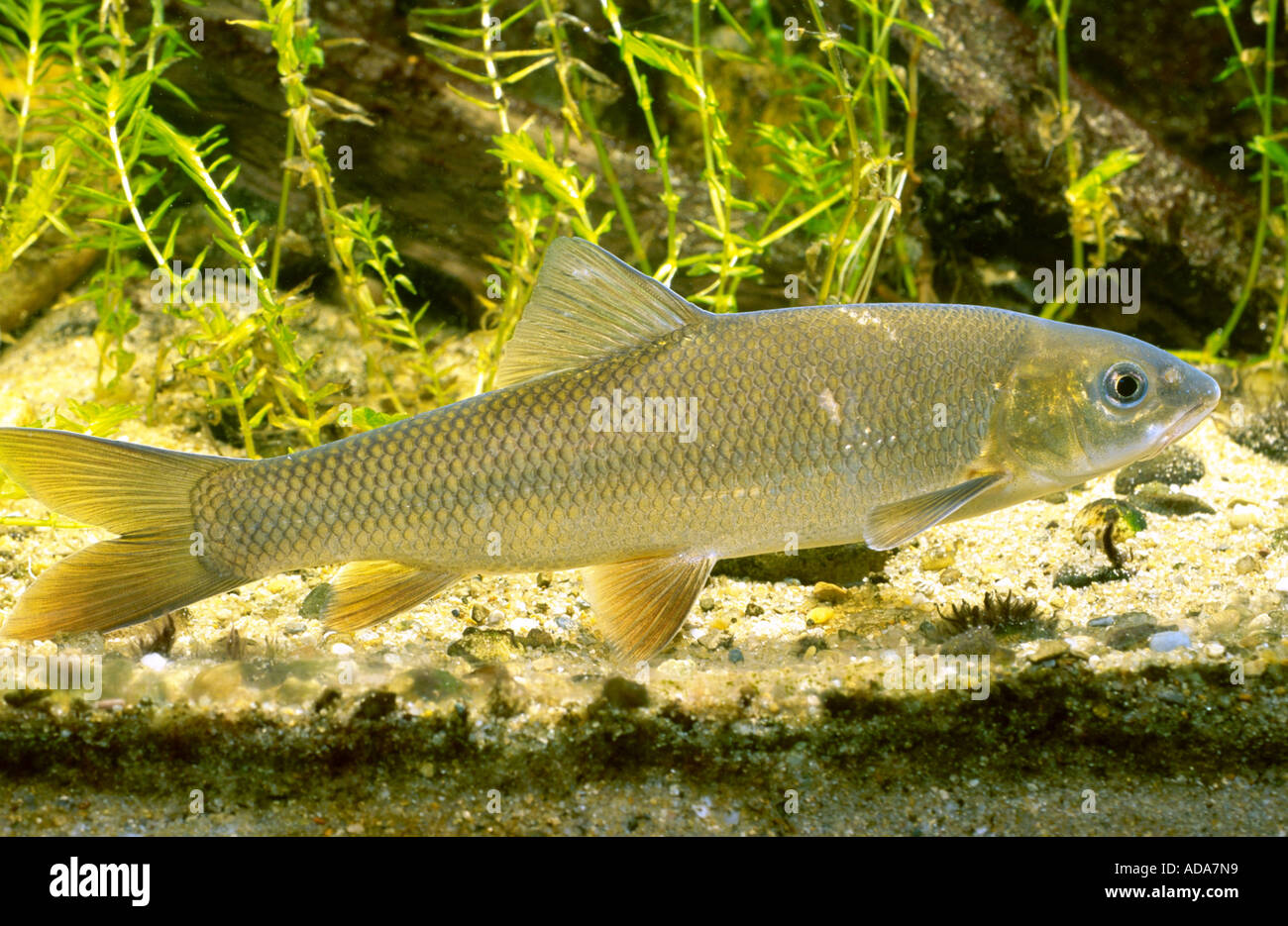 Albanian barbel hi-res stock photography and images - Alamy