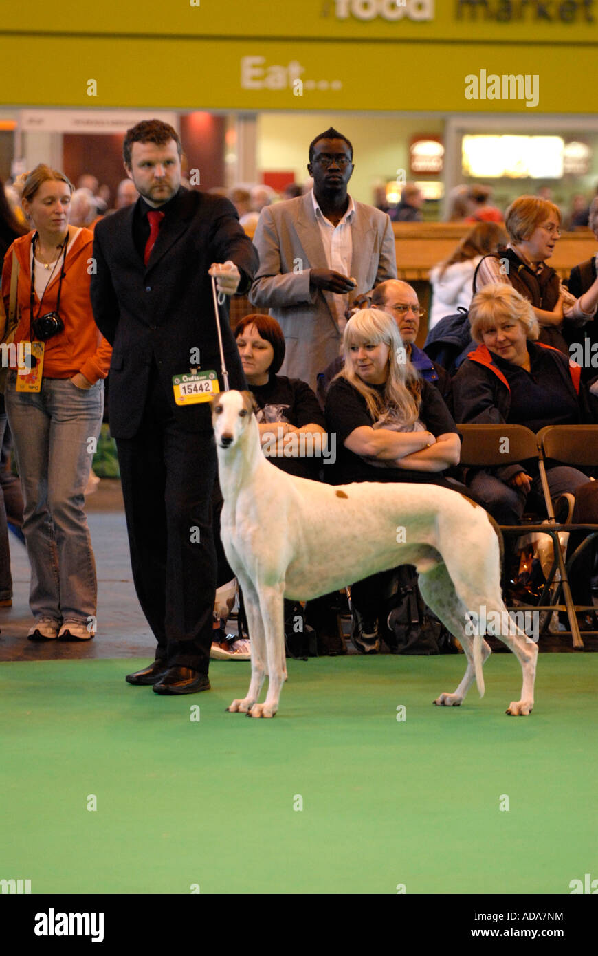 Greyhound in judging ring Crufts 2007 NEC Birmingham Stock Photo - Alamy