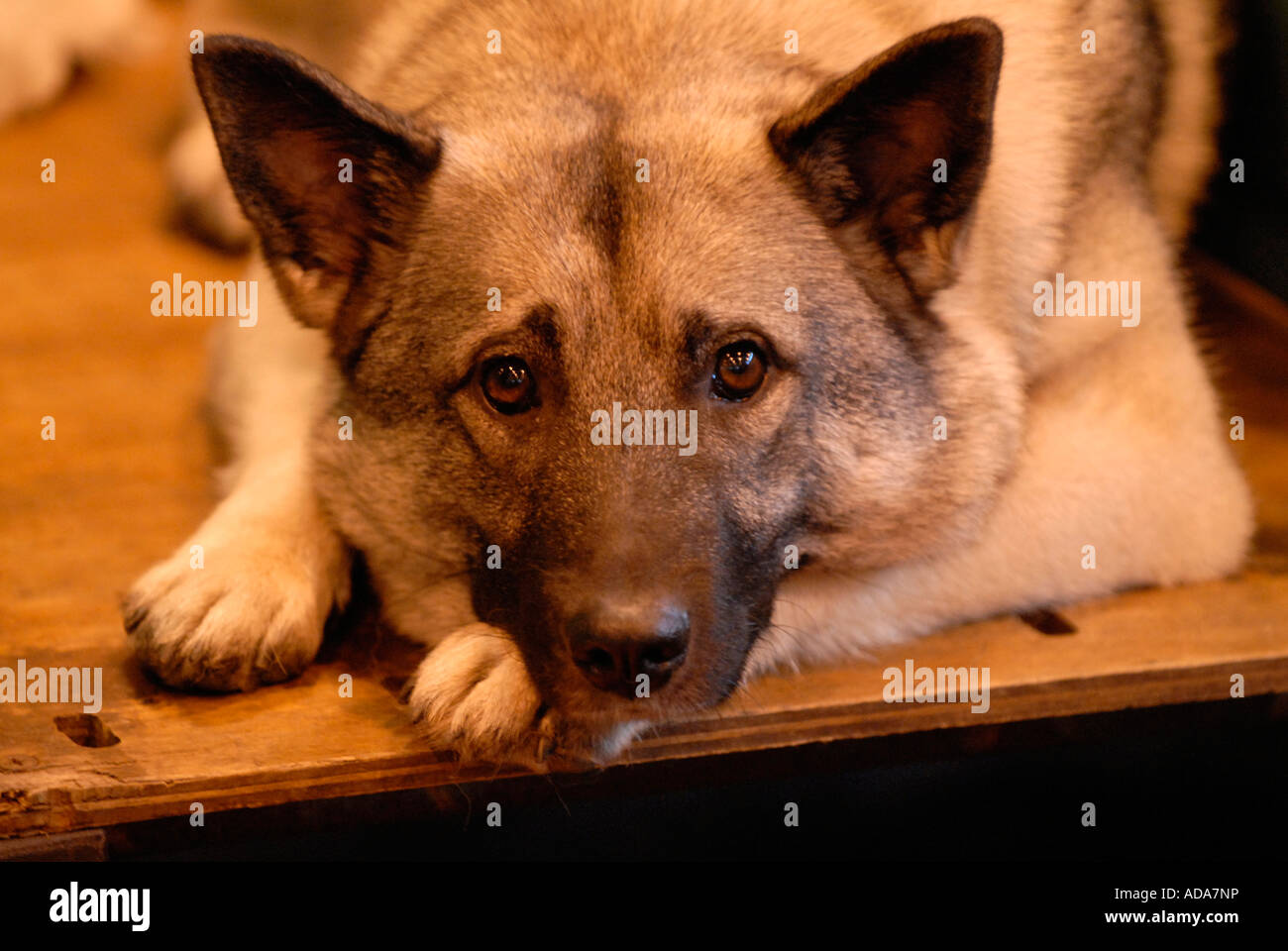 Finnish Spitz German Shepherd Mix