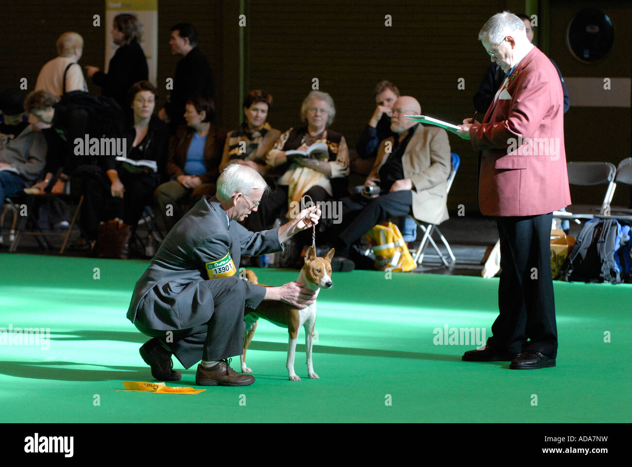 Basenji in judging ring Crufts 2007 NEC Birmingham Stock Photo - Alamy