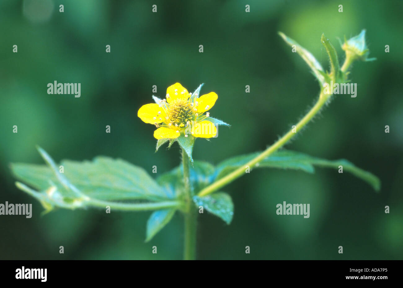 common avens, wood avens, clover-root (Geum urbanum), blooming Stock ...
