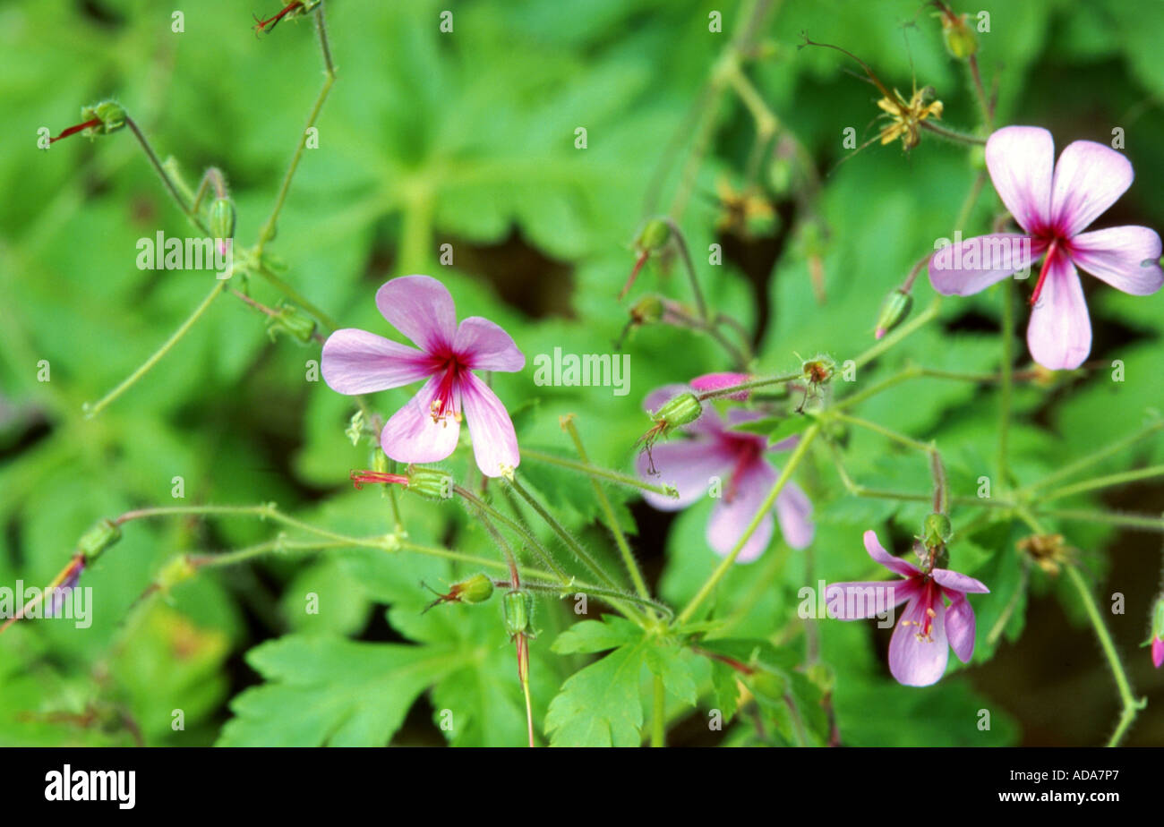 Geranium palmatum hi-res stock photography and images - Alamy