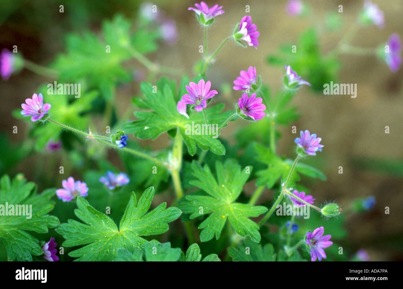 Doves Foot Cranesbill Geranium Molle High Resolution Stock Photography ...