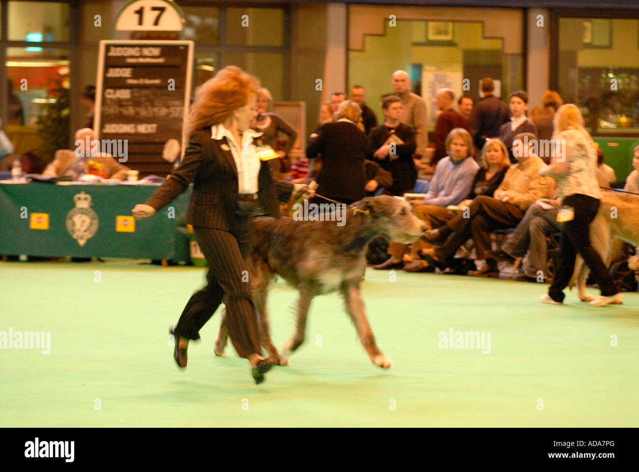 Irish wolfhound in judging ring Crufts 2007 NEC Birmingham Stock Photo ...