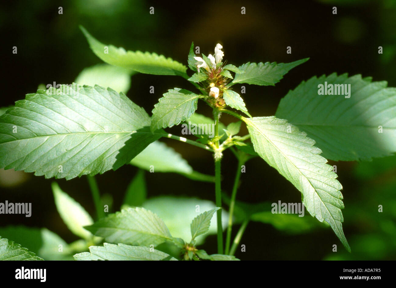 common hemp nettle, brittle-stem hempnettle (Galeopsis tetrahit ...