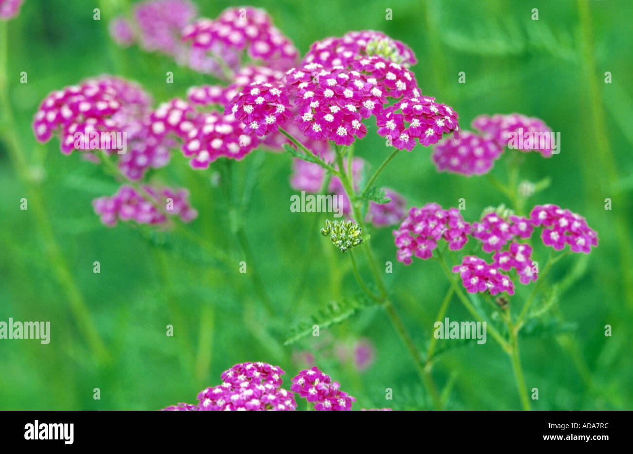common yarrow, milfoil (Achillea spec.), blooming Stock Photo - Alamy