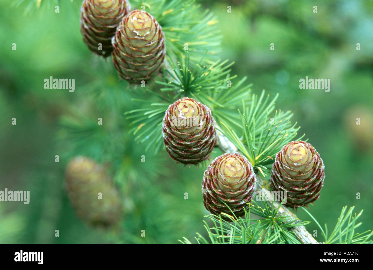 Larix decidua section hi-res stock photography and images - Alamy