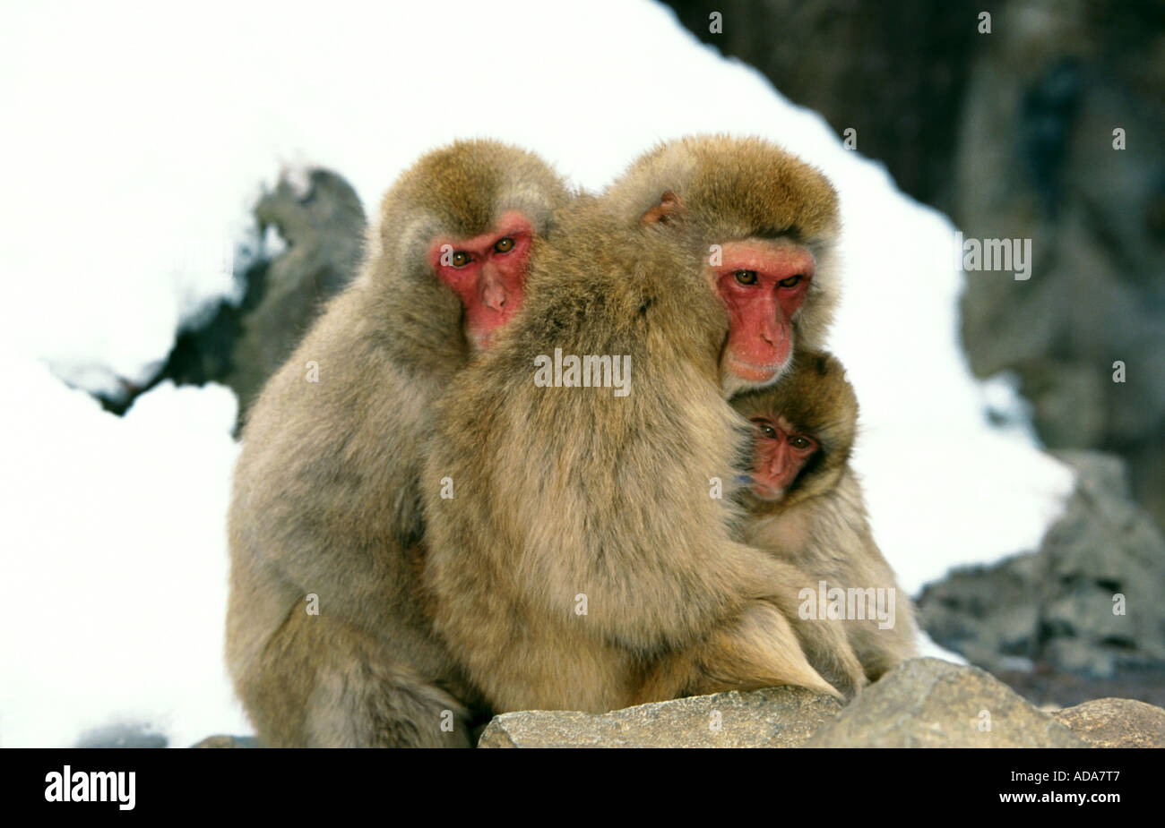 Japanese macaque, snow monkey (Macaca fuscata), mother with young and ...