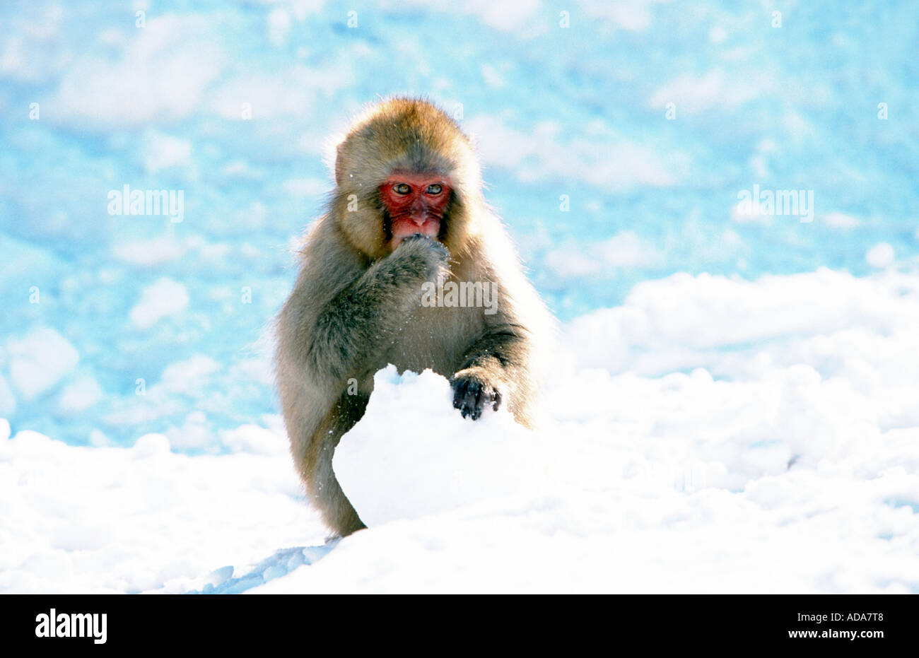 Japanese macaque, snow monkey (Macaca fuscata), young playing in snow ...