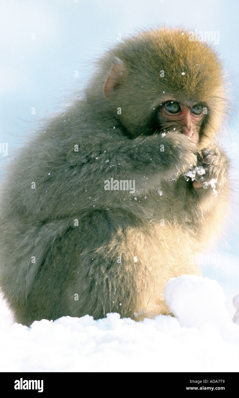 Japanese macaque, snow monkey (Macaca fuscata), young playing in snow ...