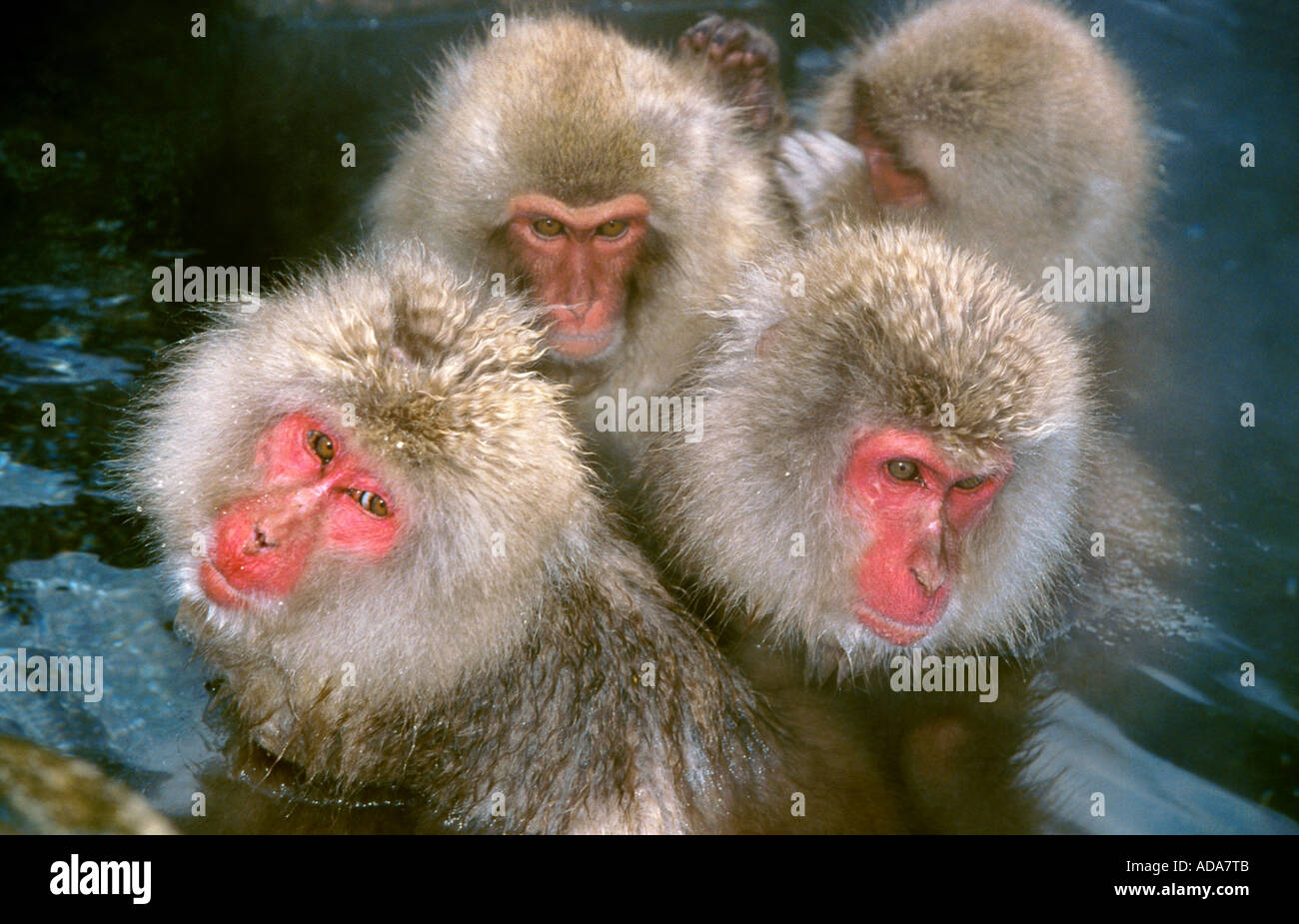 Japanese macaque, snow monkey (Macaca fuscata), four animals sitting in ...