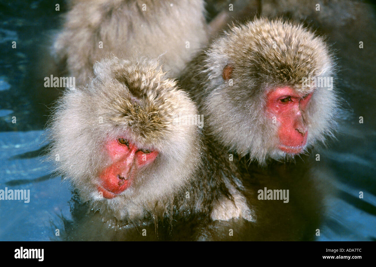Japanese macaque, snow monkey (Macaca fuscata), two animals sitting in ...