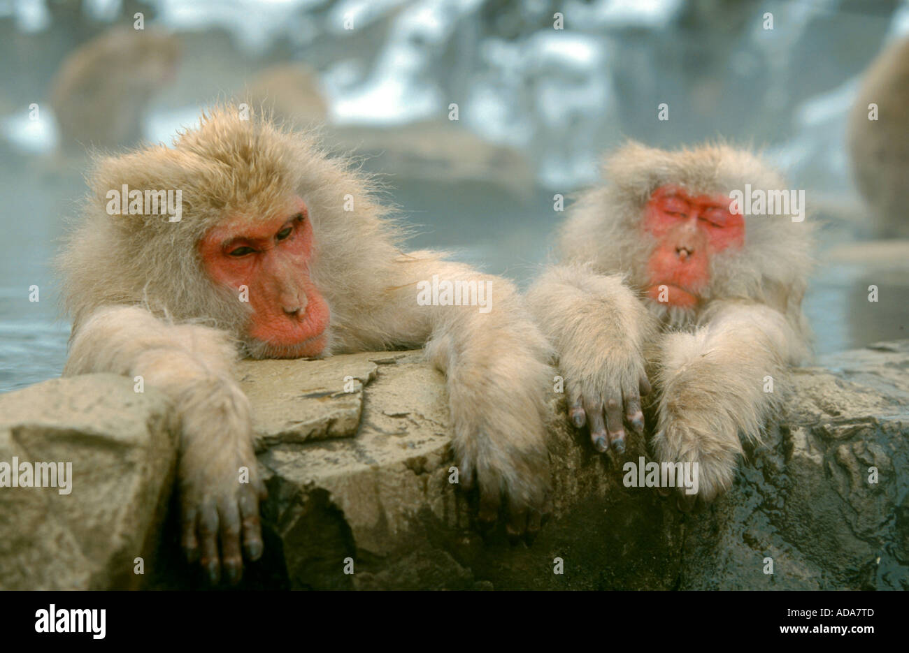 Japanese macaque, snow monkey (Macaca fuscata), two animals sitting in ...