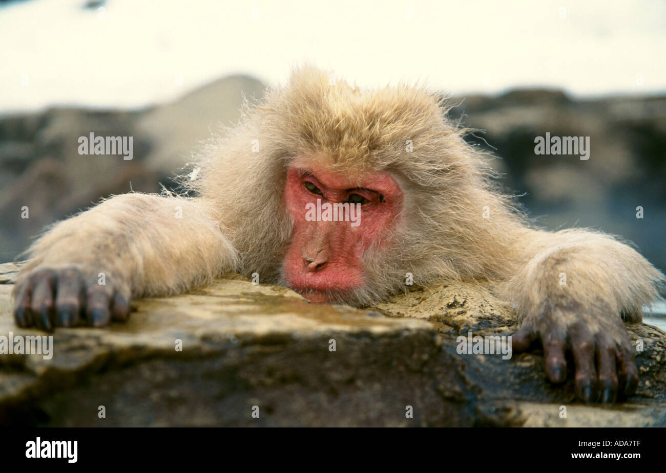 Japanese macaque, snow monkey (Macaca fuscata), sitting in warm spring ...
