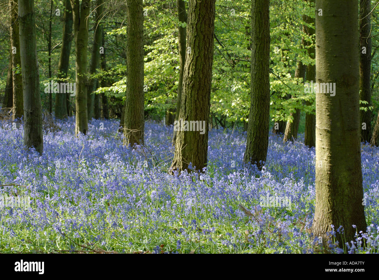 Whichford hi-res stock photography and images - Alamy