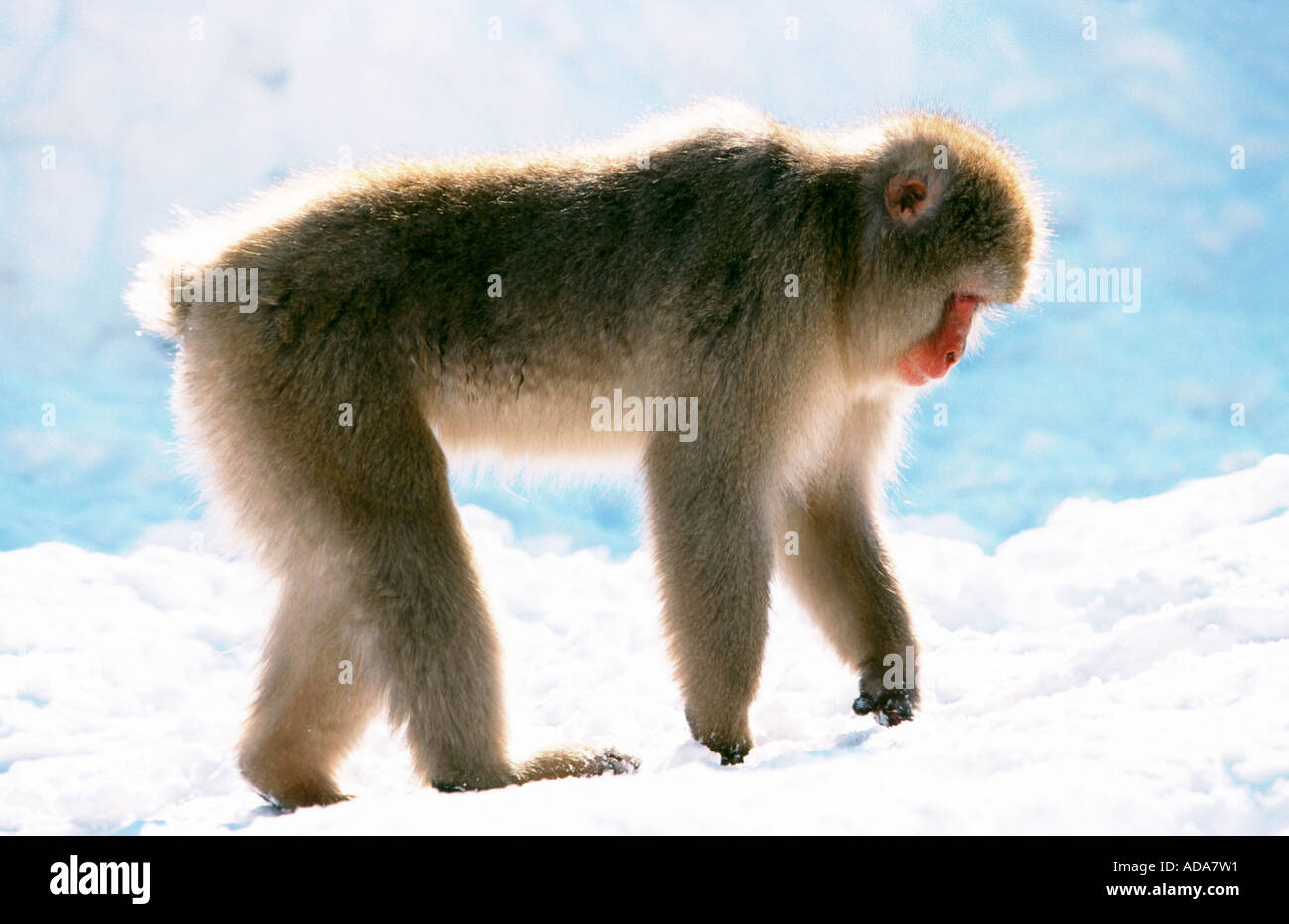 Japanese macaque, snow monkey (Macaca fuscata), standing in snow, Japan ...