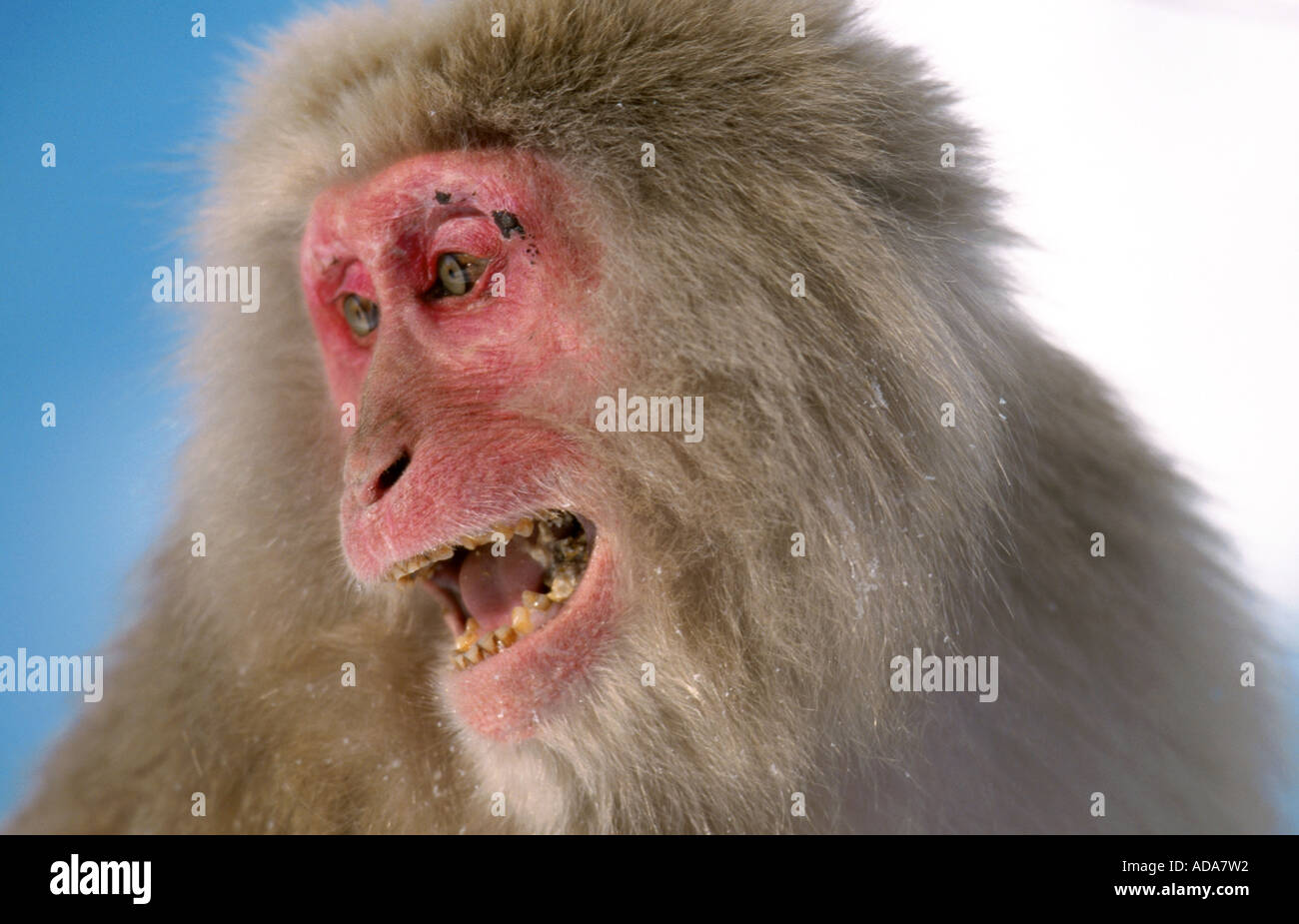 Japanese macaque, snow monkey (Macaca fuscata), portrait, Japan, Nagano ...