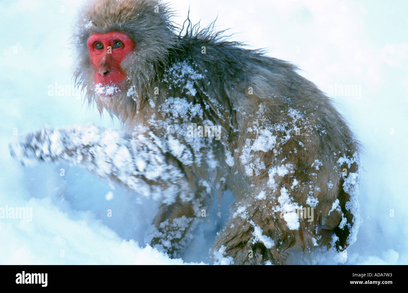 Japanese macaque, snow monkey (Macaca fuscata), sitting in snow, Japan ...