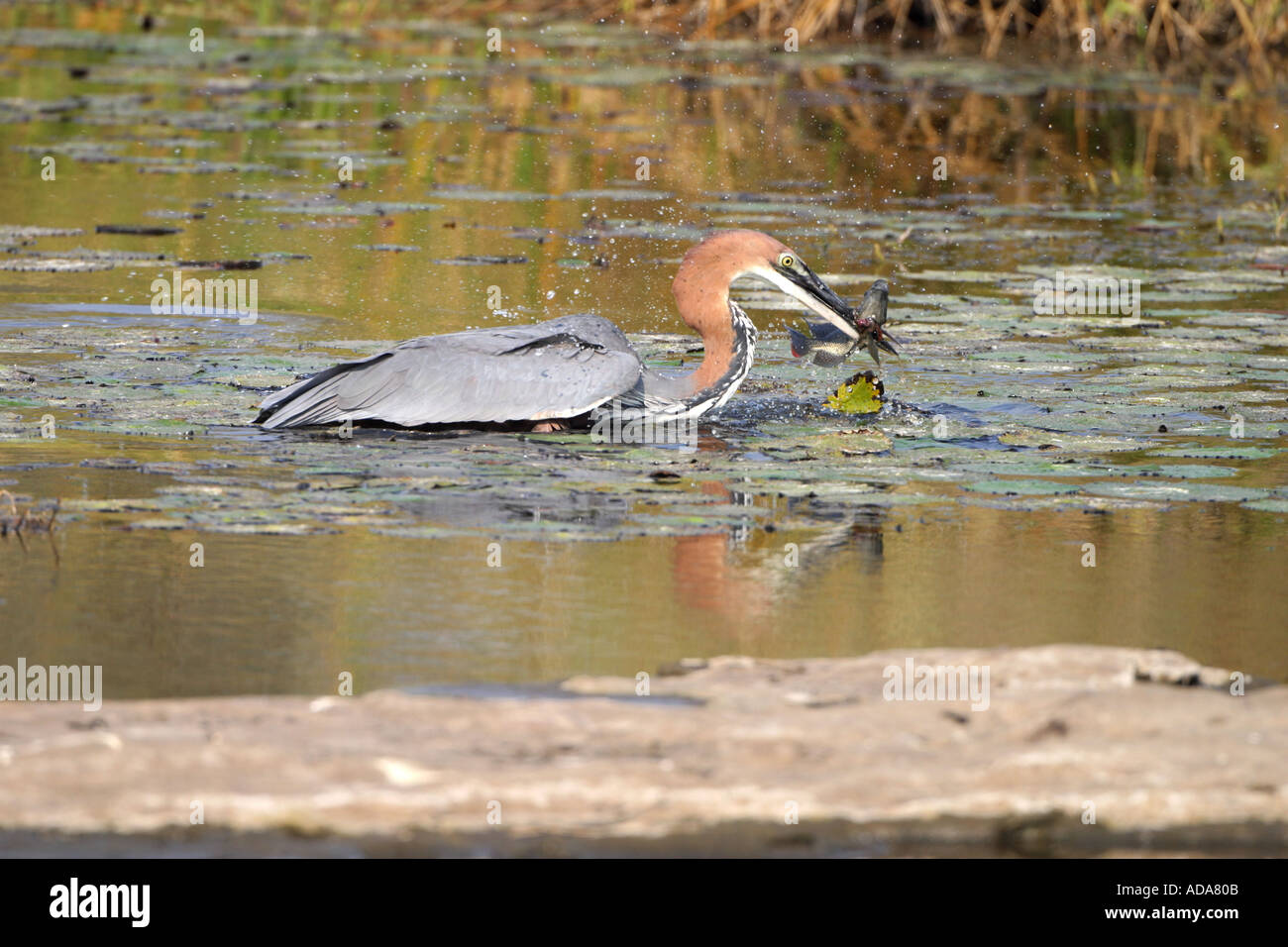 Goliath fish hi-res stock photography and images - Alamy
