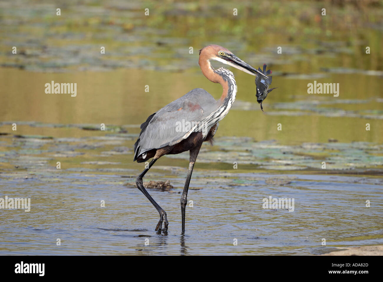 goliath heron with fish goliath heron with fish Stock Photo - Alamy