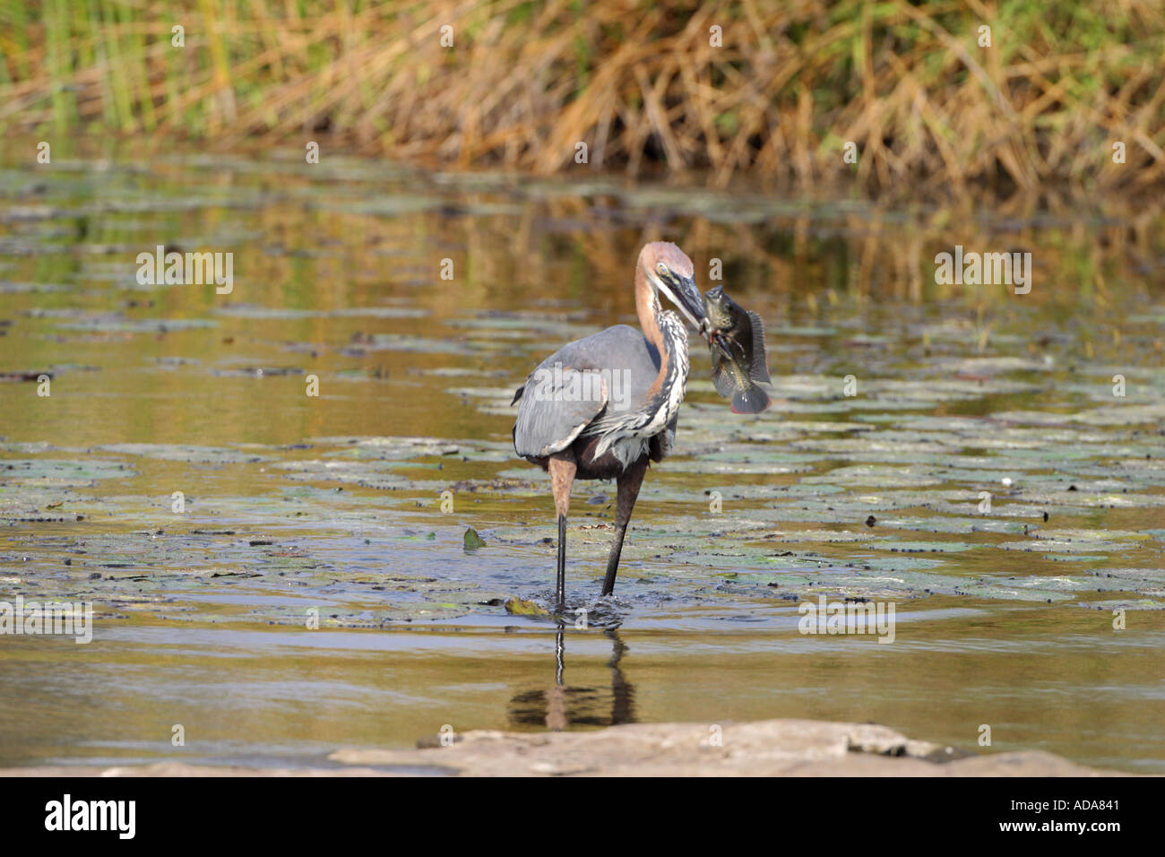 goliath heron with fish Stock Photo - Alamy