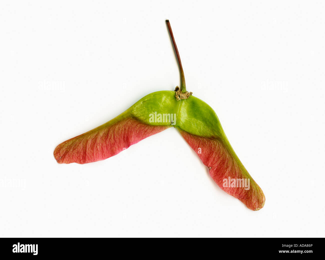Sycamore seed hi-res stock photography and images - Alamy