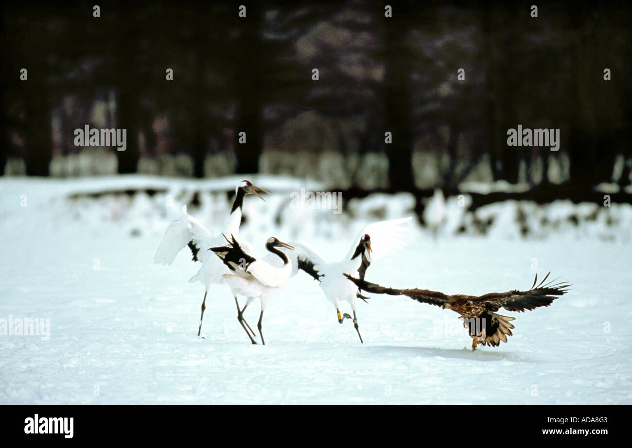 Attacking red crowned cranes hi-res stock photography and images - Alamy