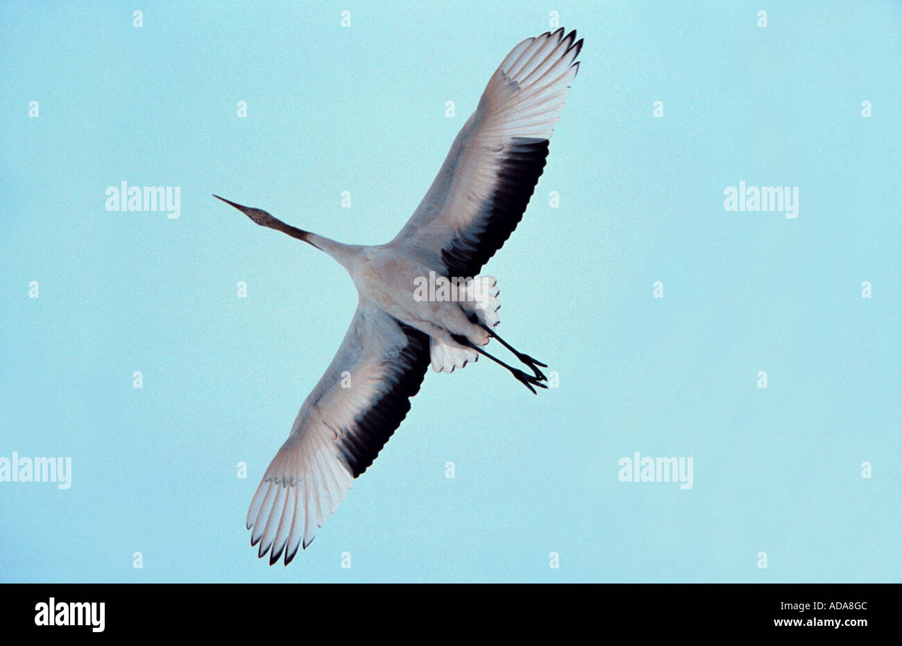Japanese crane wings japan hokkaido hi-res stock photography and images ...