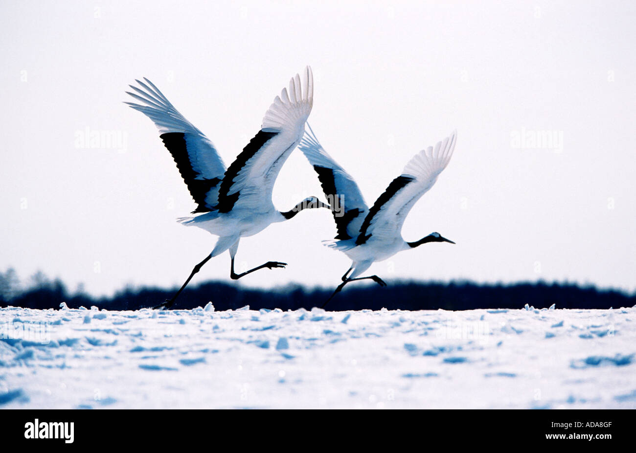 Japanese crane wings japan hokkaido hi-res stock photography and images ...