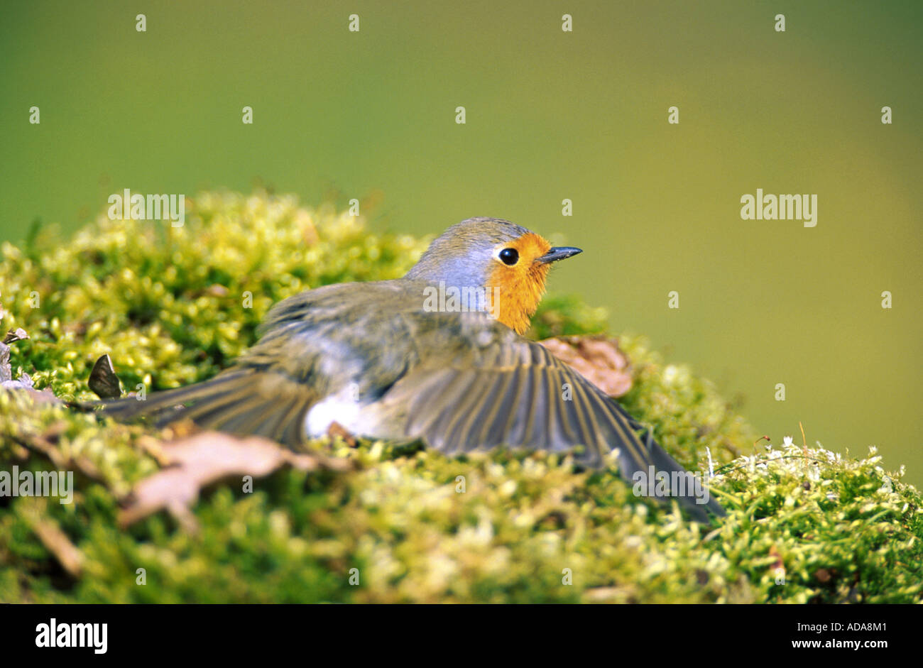 European robin (Erithacus rubecula), sunbathing, wings outstretched ...
