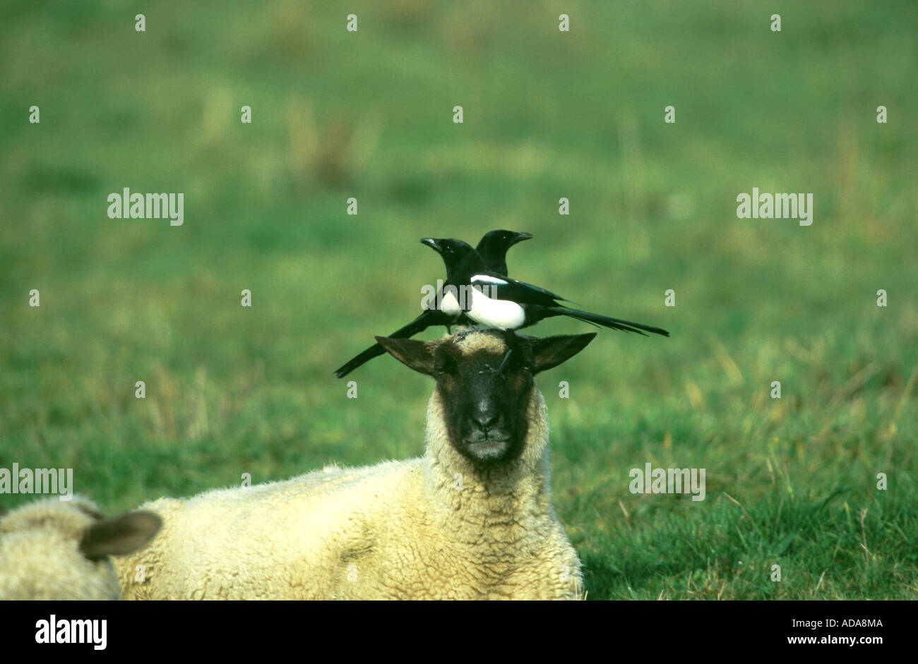 black-billed magpie (Pica pica), two animals sitting on a sheep ...