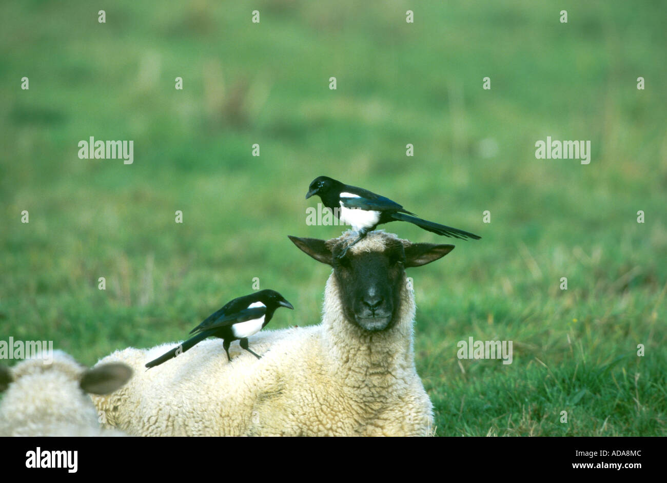 black-billed magpie (Pica pica), two animals sitting on a sheep ...