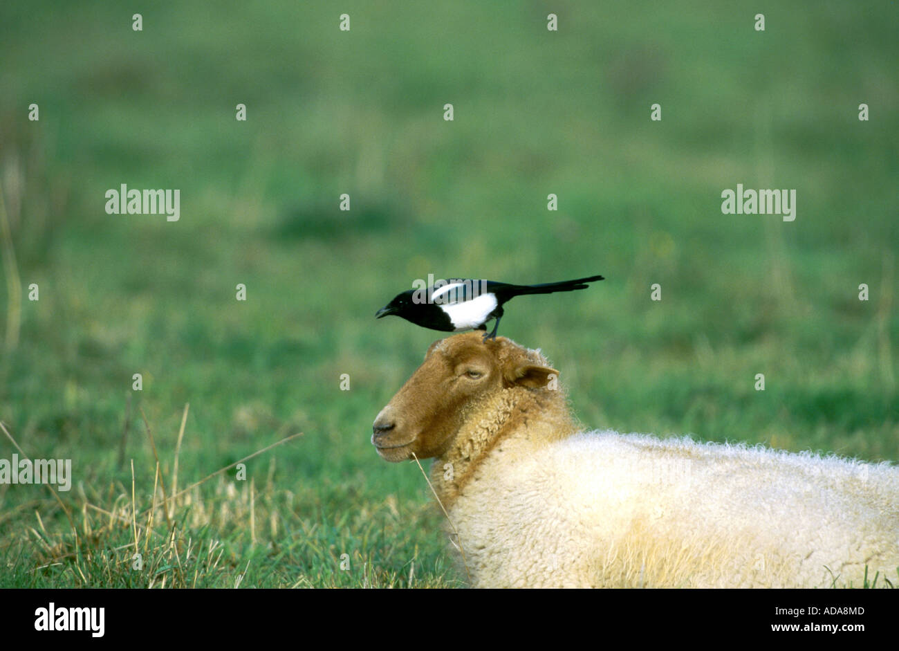 black-billed magpie (Pica pica), sitting on a sheep, Germany ...