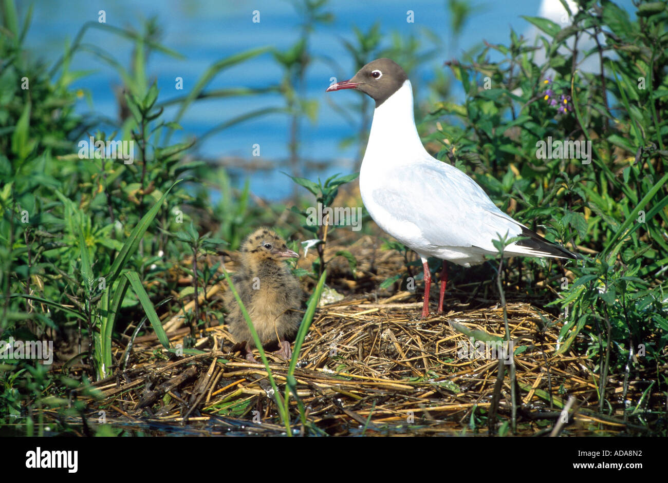 Two young black headed gulls hi-res stock photography and images - Alamy