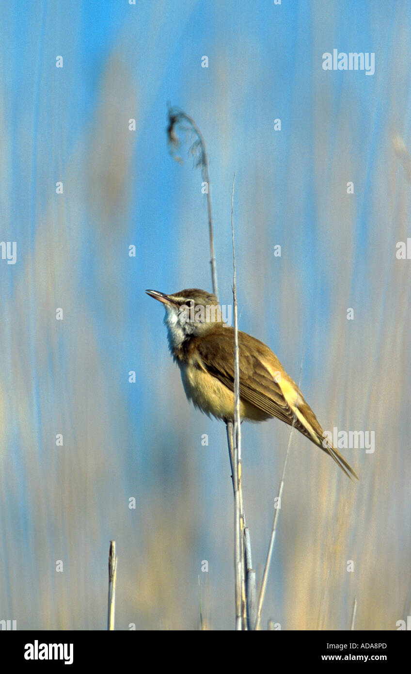 great reed warbler (Acrocephalus arundinaceus), male sitting on reed ...